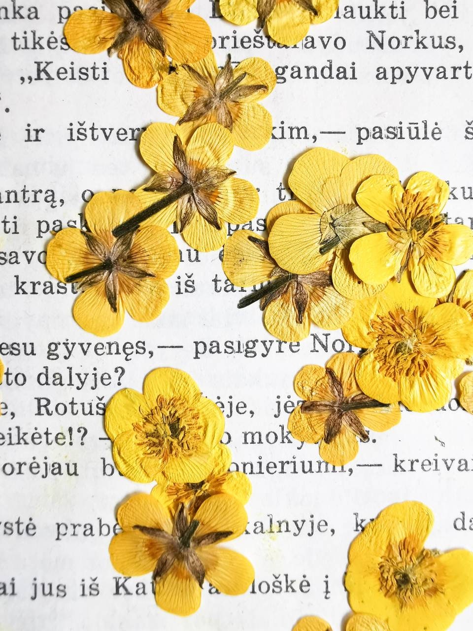 Yellow pressed flowers for crafting | Etsy