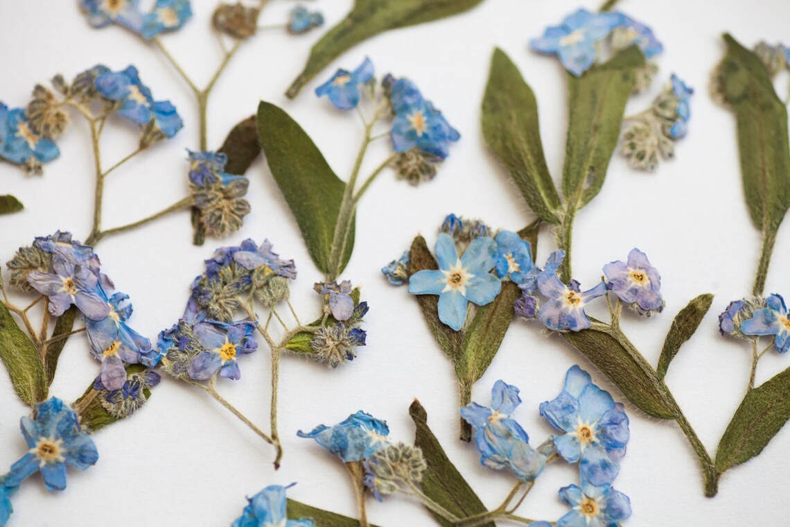 Dried Forget me not flowers Handpicked natural pressed | Etsy