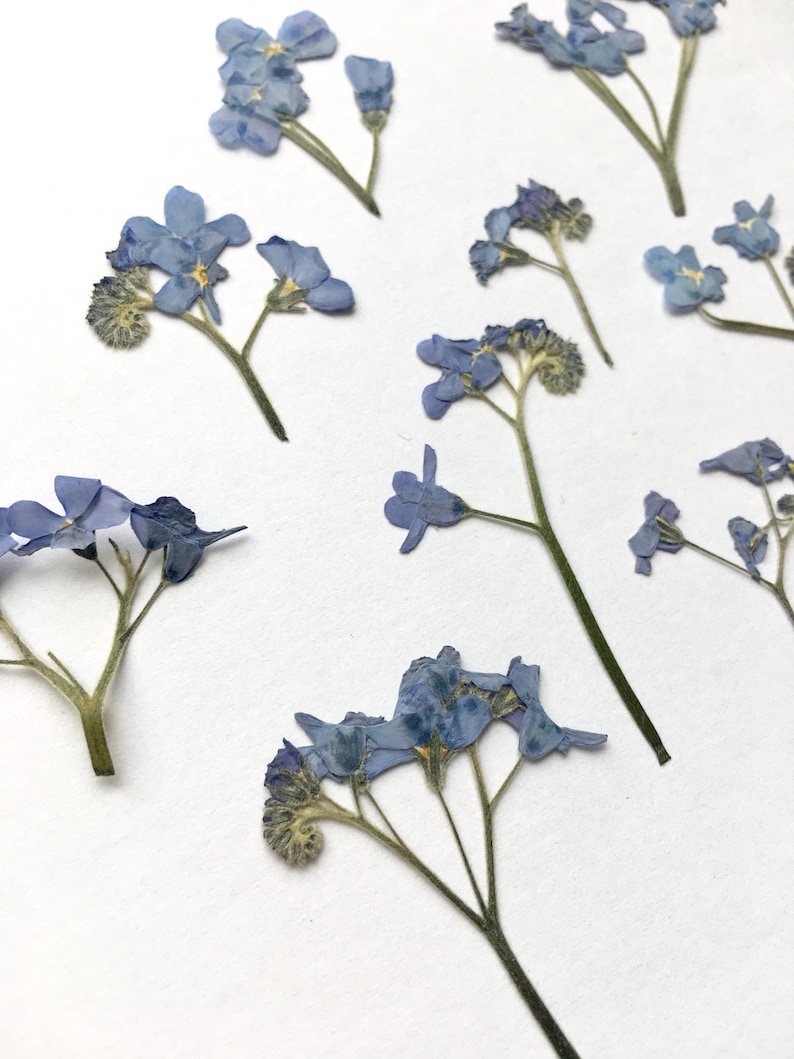Dried Forget Me Not Flowers Handpicked Natural Pressed - Etsy