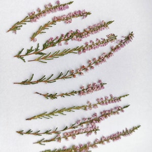 Pressed Heather - Dried Pink Flower for Crafting Resin - Etsy