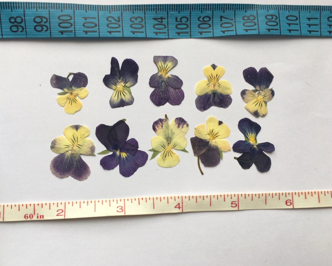 Dried violets flower SET Real pressed flower dried floral | Etsy