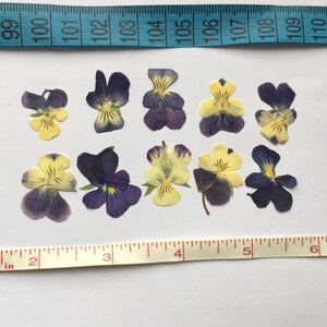 Dried Violets Flower SET - Real Pressed Flower - Dried Floral Supplies ...