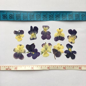 Dried Violets Flower SET - Real Pressed Flower - Dried Floral Supplies ...