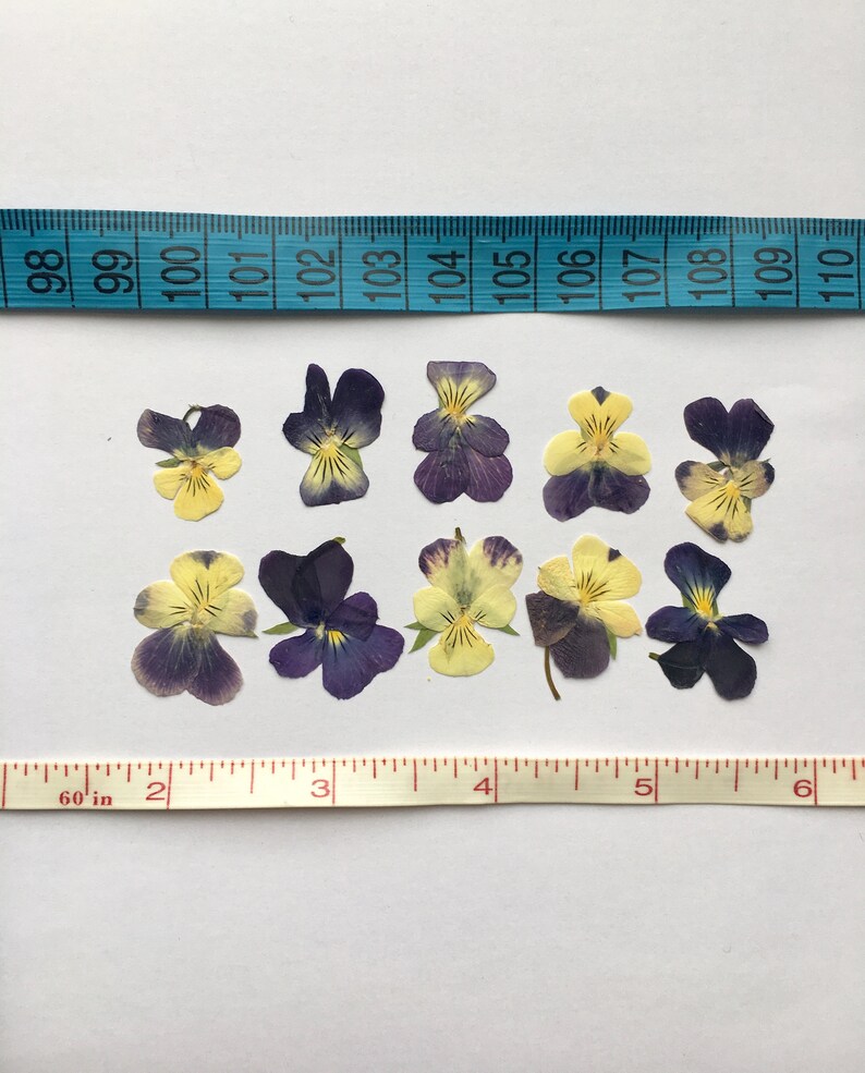 Dried Violets Flower SET Real Pressed Flower Dried Floral - Etsy