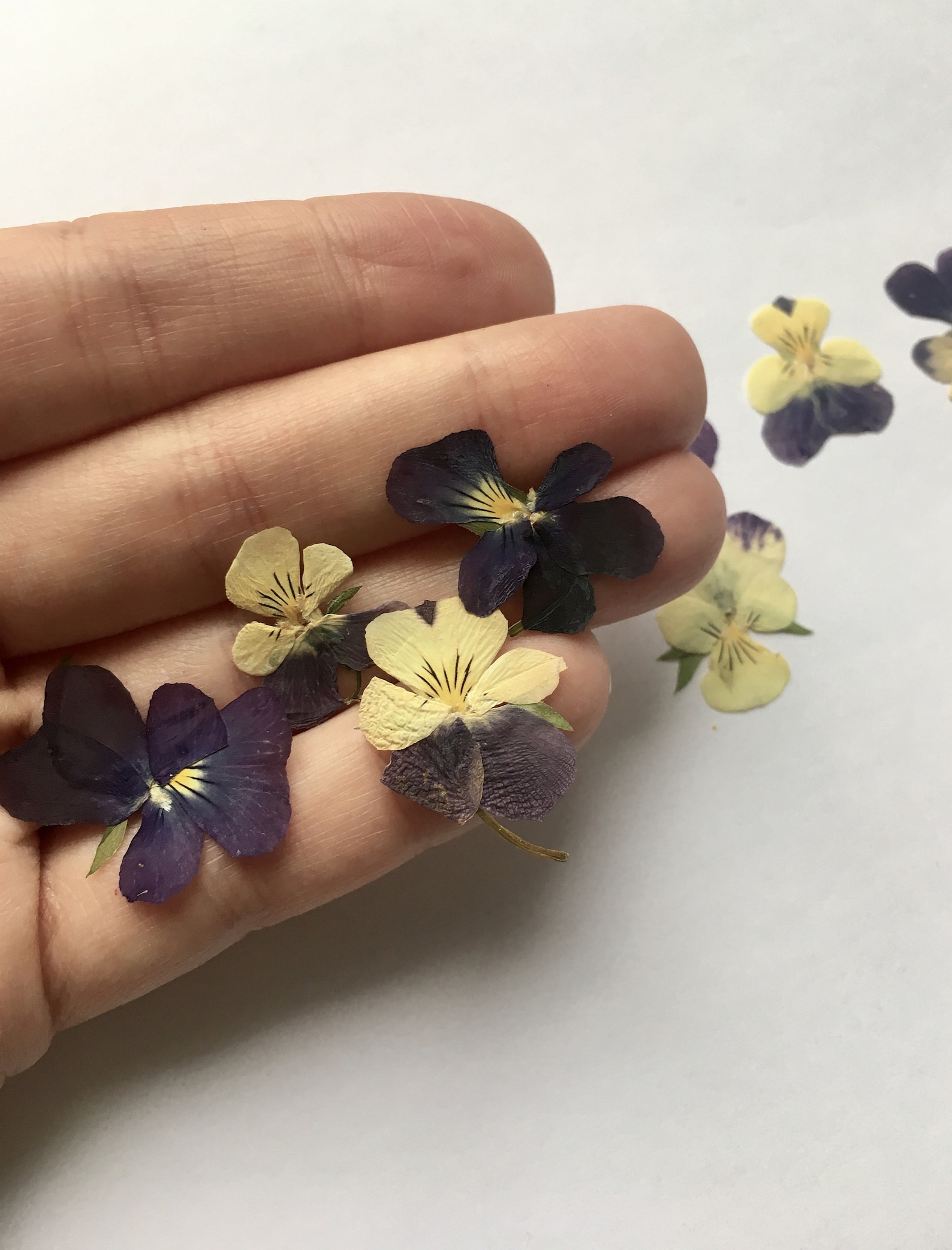 Dried Violets Flower SET Real Pressed Flower Dried Floral Supplies ...