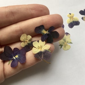 Dried Violets Flower SET - Real Pressed Flower - Dried Floral Supplies ...