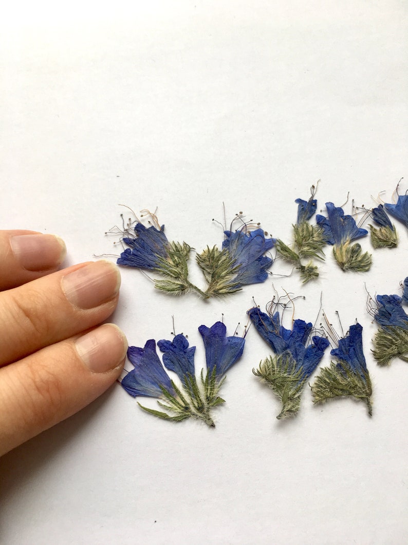 Pressed Flowers Blue Dried Flowers Craft Supply for Resin - Etsy