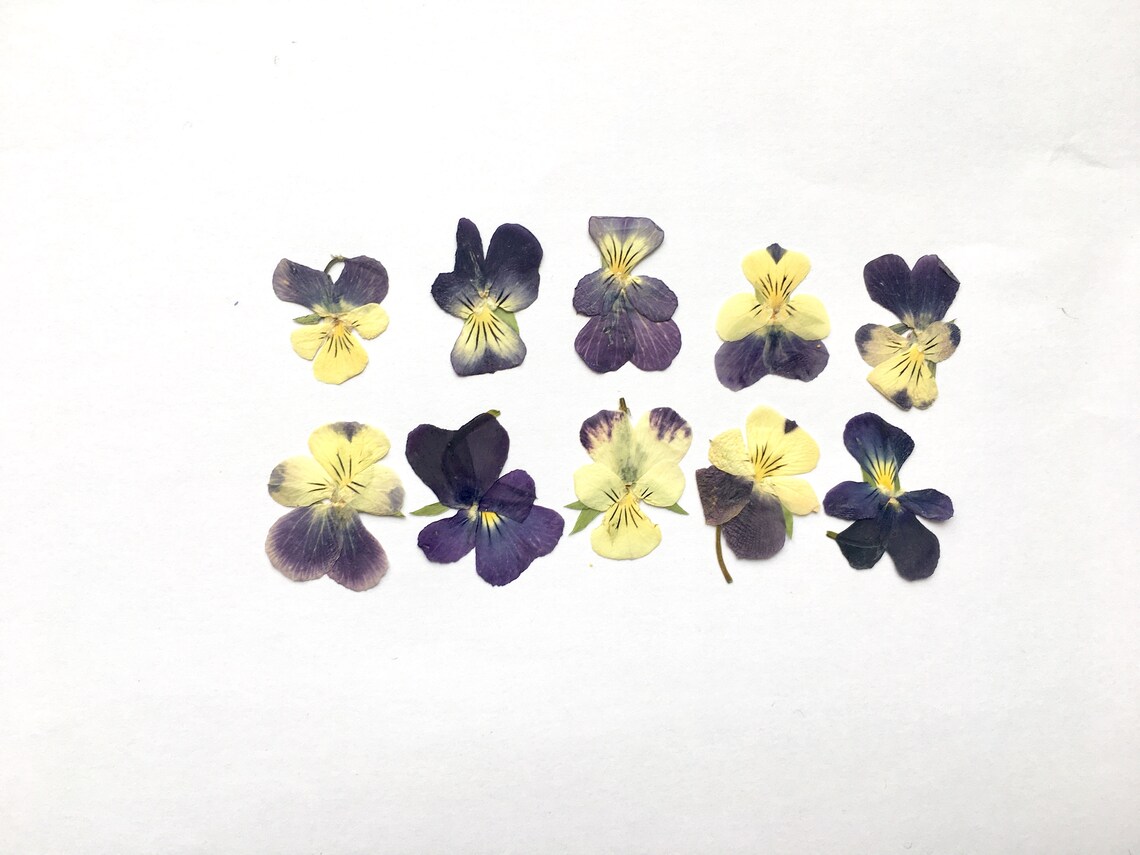 Dried Violets Flower SET - Real Pressed Flower - Dried Floral Supplies ...