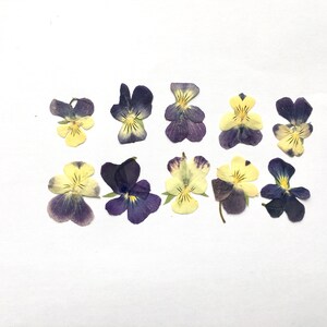 Dried Violets Flower SET - Real Pressed Flower - Dried Floral Supplies ...