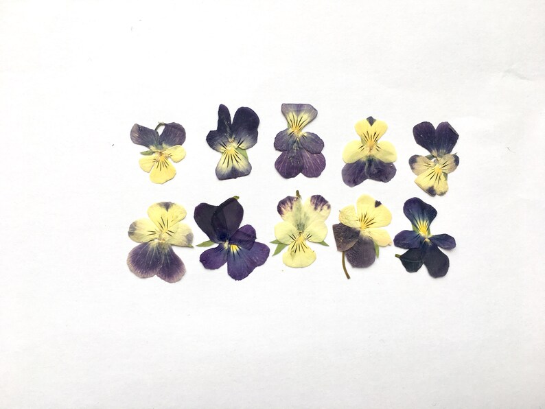 Dried Violets Flower SET Real Pressed Flower Dried Floral - Etsy