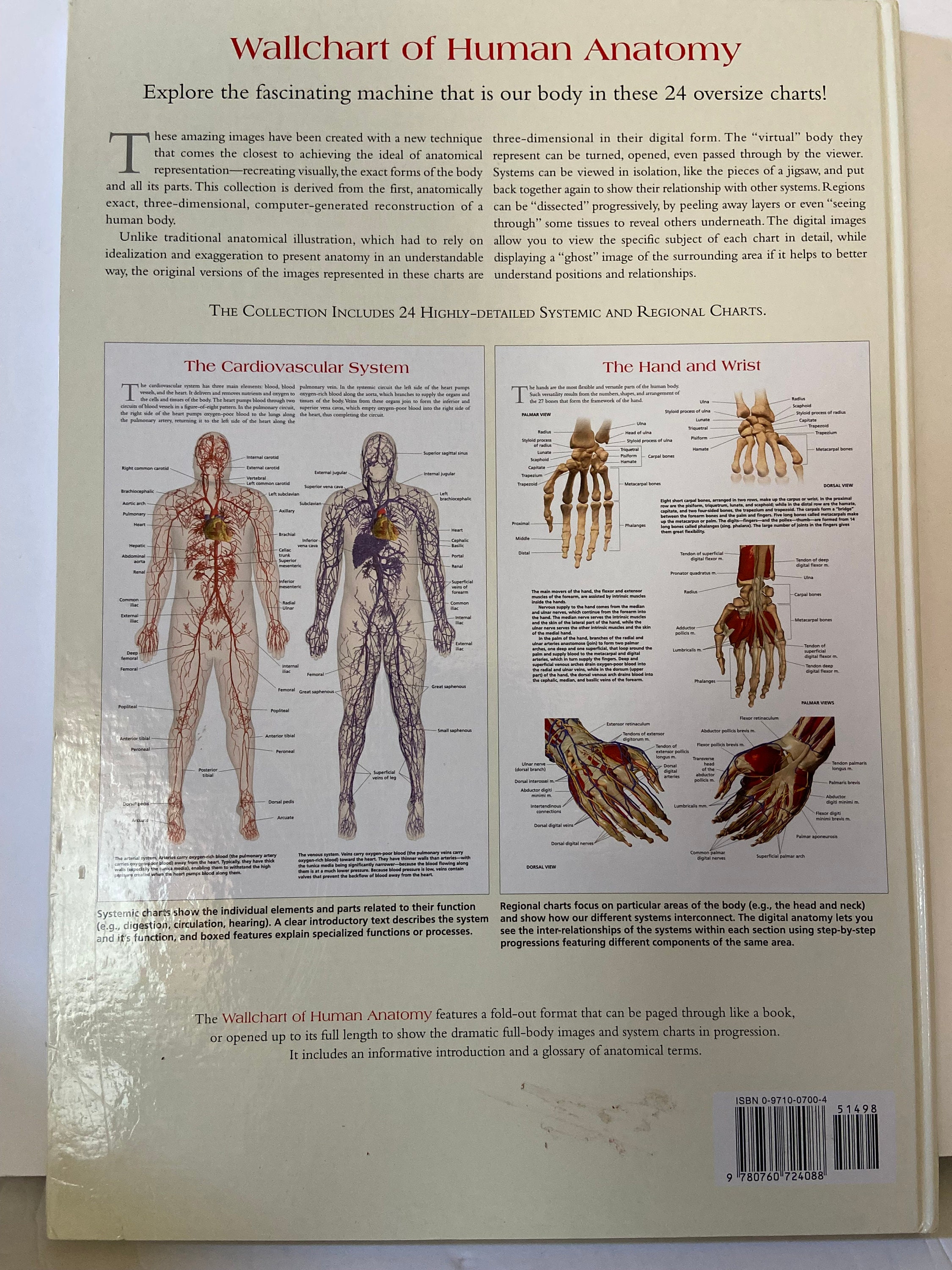 Wall Chart of Human Anatomy 3D Full-body Images & Detailed - Etsy