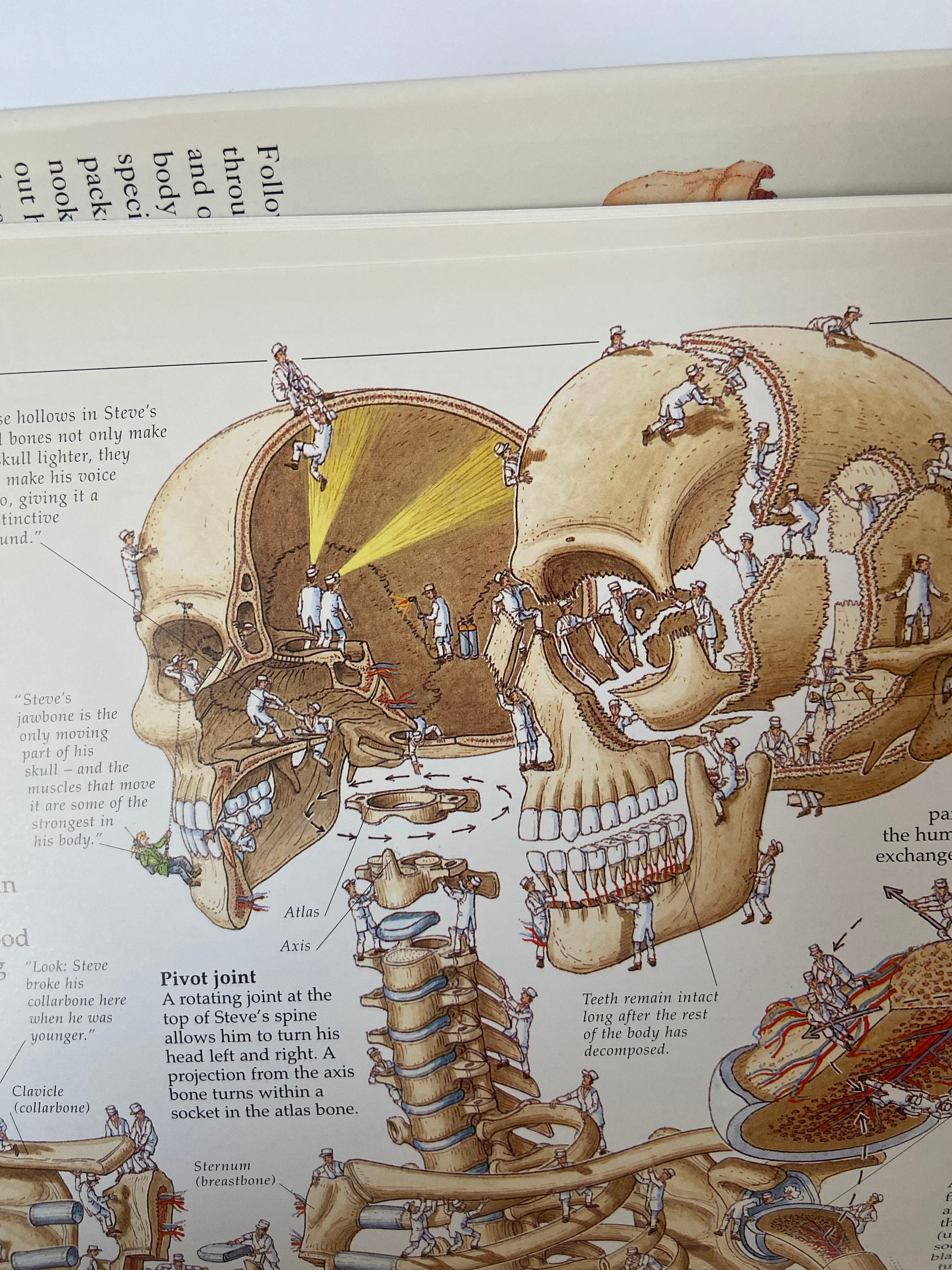 Wall Chart of Human Anatomy 3D Full-body Images & Detailed System ...