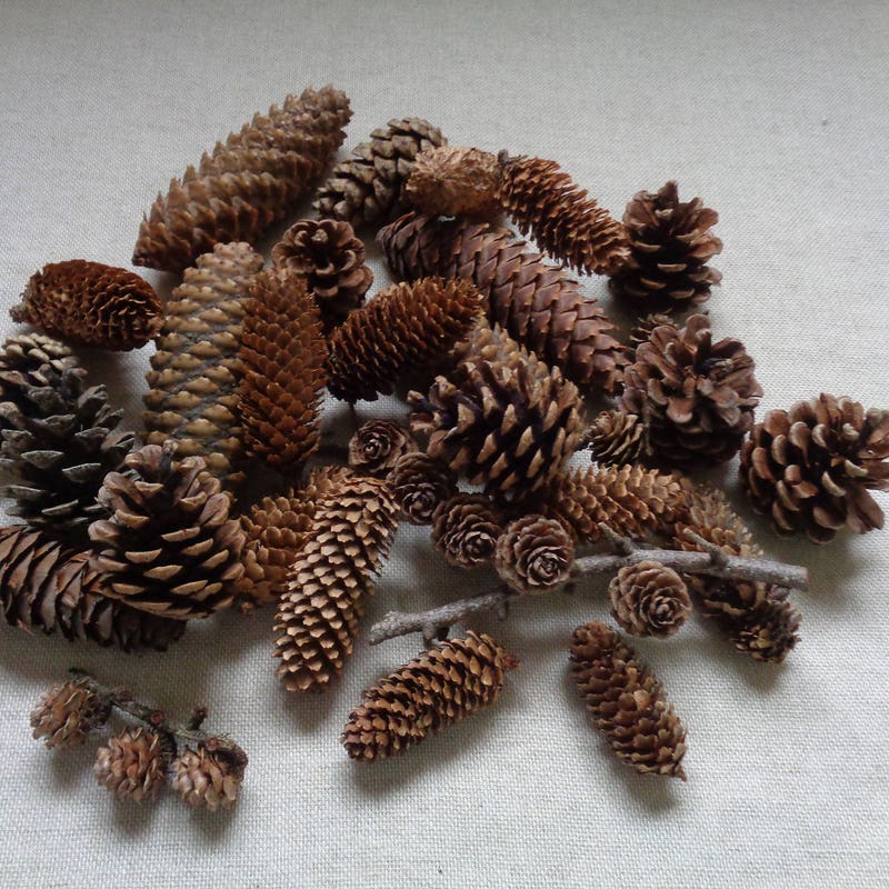 Pine Cone Decoration - Etsy