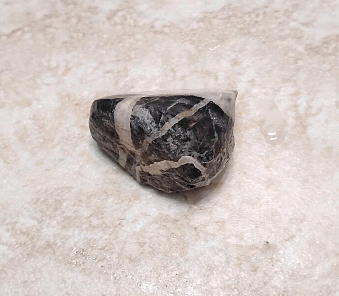 Black Hills Mineral Rock. Black and White Striped Lapidary. Rock ...