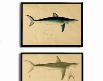 Shark Teeth Poster/art Print - Etsy