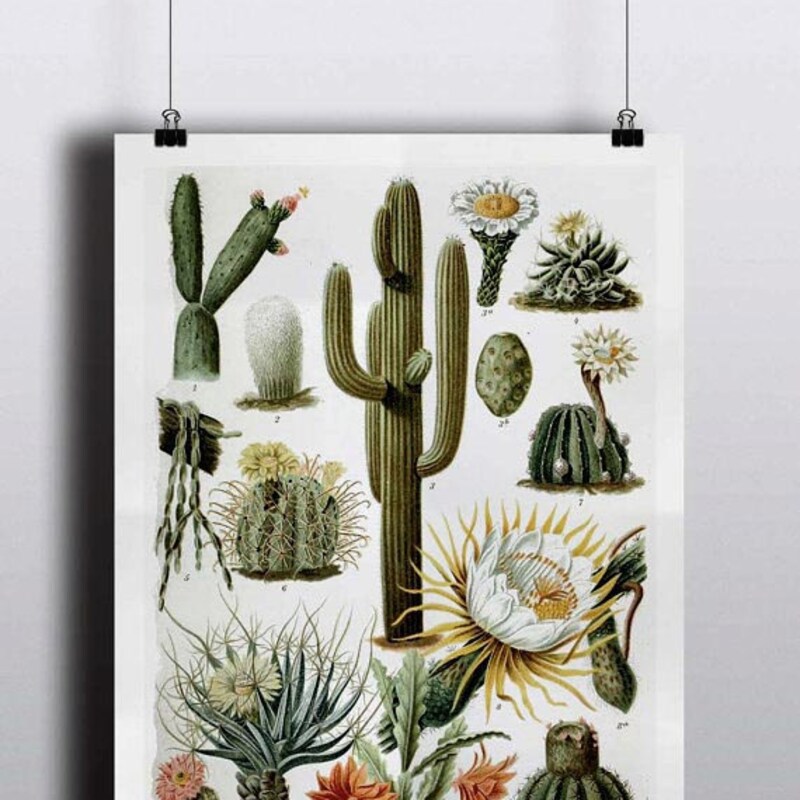 Cactus Poster - Etsy
