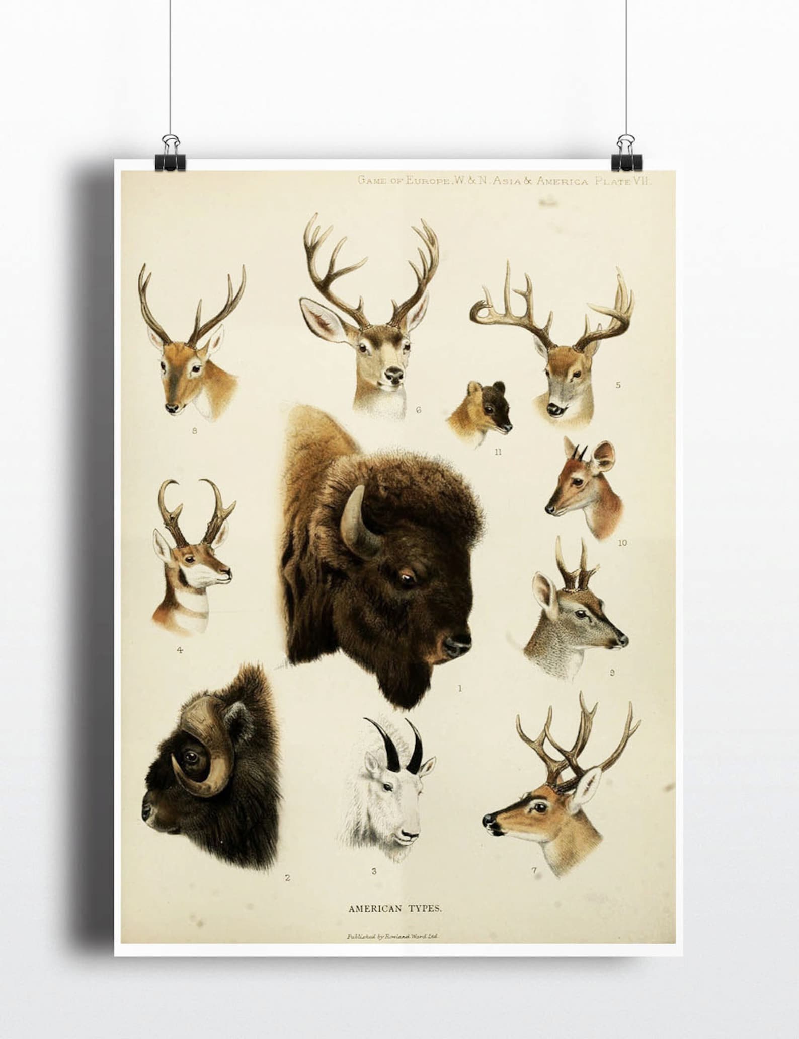 Antique 1800s Animal Poster Deer Bison Poster Buffalo Elk - Etsy