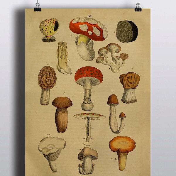 Mushroom Poster - Etsy