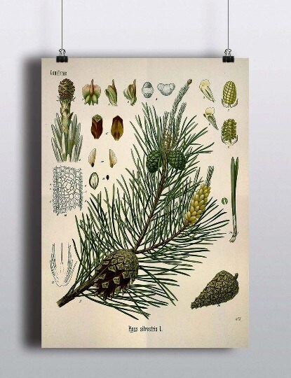 Antique Botanical Print Pine Tree Chart 16x20 Large Format Art | Etsy