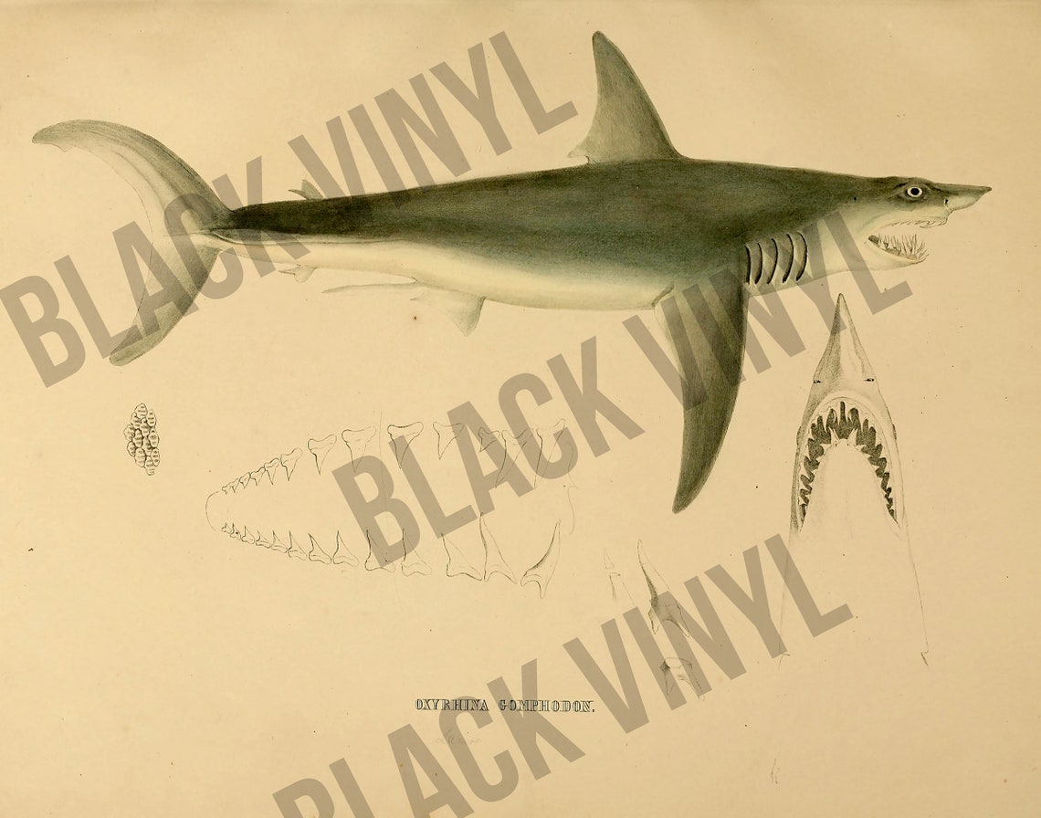 Antique 1800s Shark Print Poster Shark Decor Art Print Vintage ...