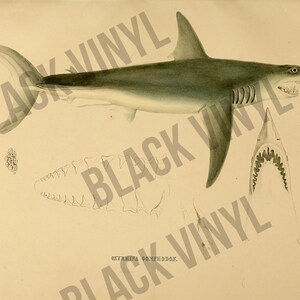 Antique 1800s Shark Print Poster Shark Decor Art Print Vintage ...