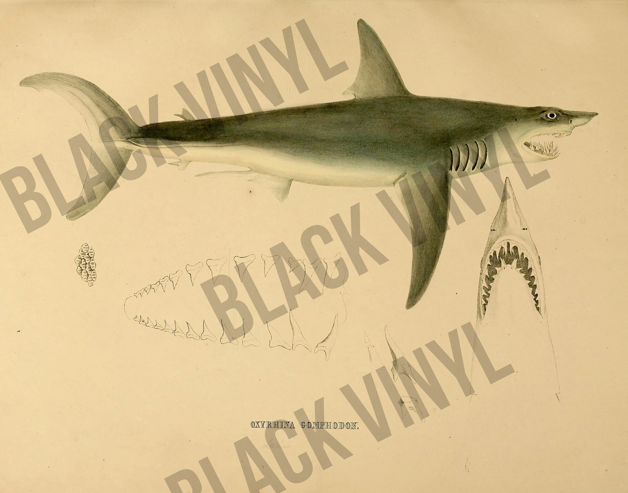 Antique 1800s Shark Print Poster Shark Decor Art Print Vintage | Etsy