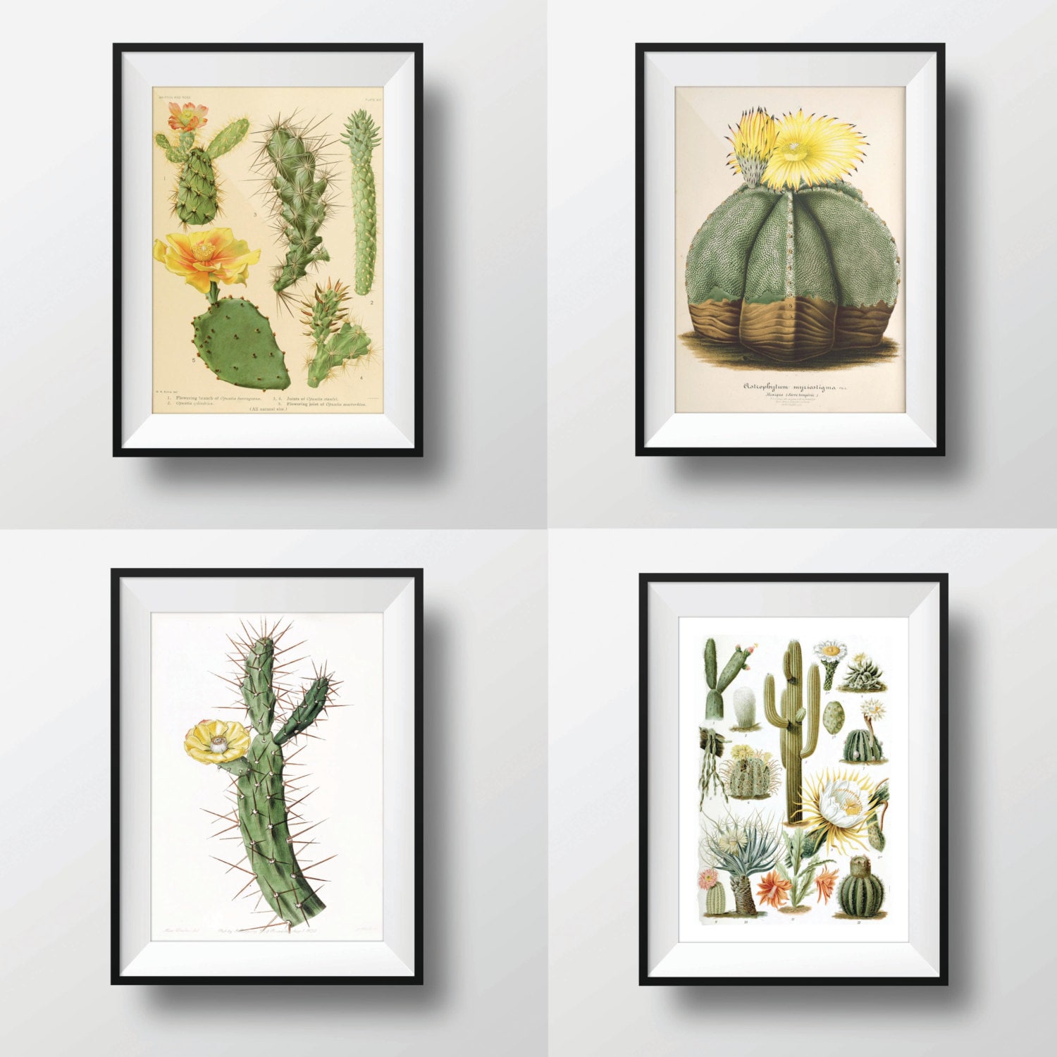 Antique Cactus Print Set of 4 11x14 Botanical Print Set Wall - Etsy
