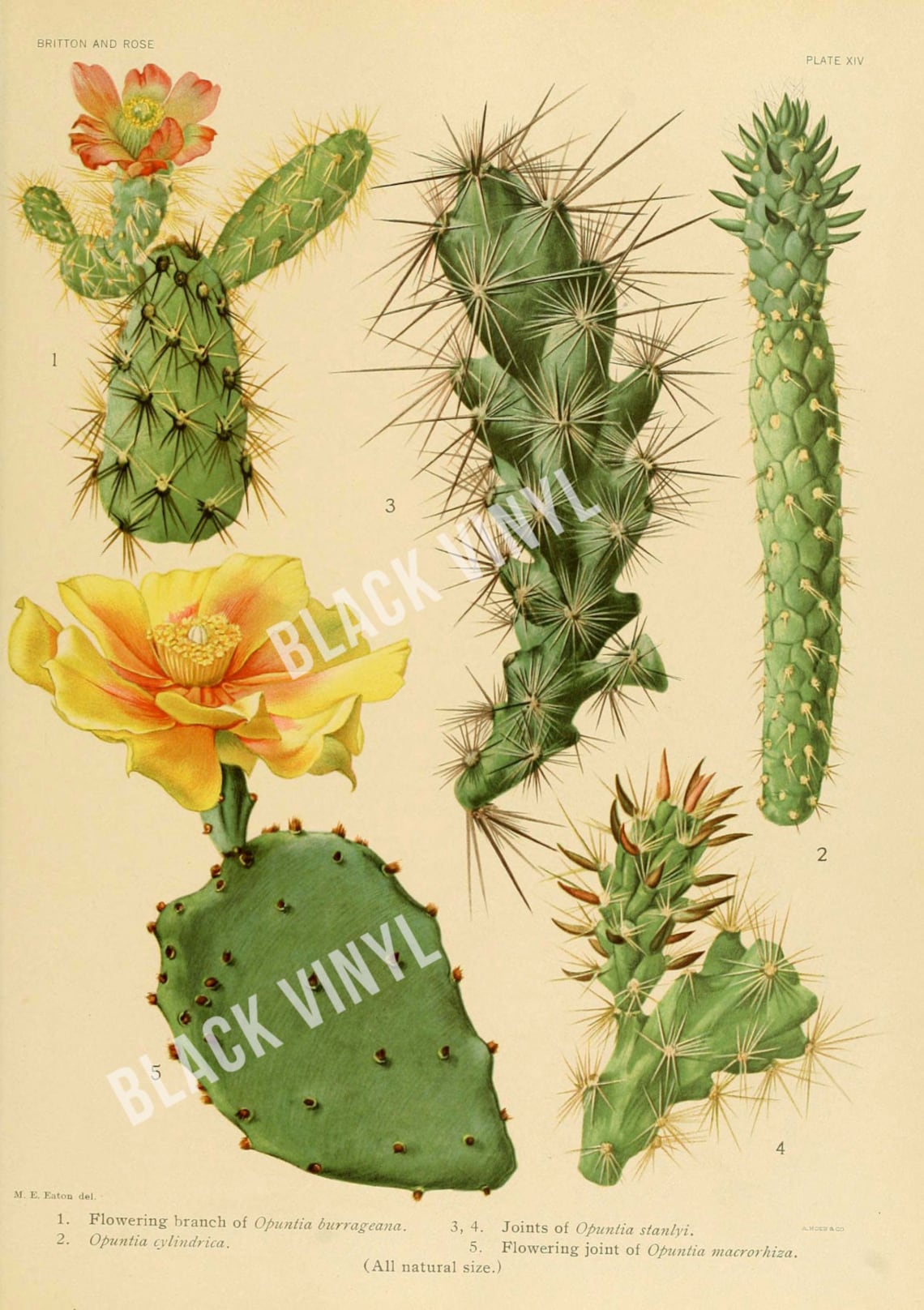 Antique Cactus Print Set of 4 11x14 Botanical Print Set Wall | Etsy