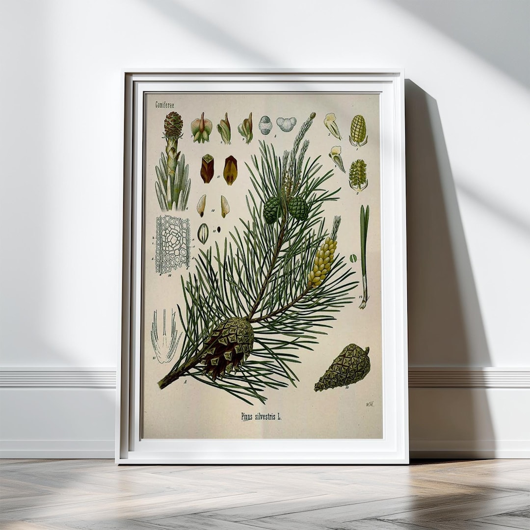 Antique Botanical Print Pine Tree Chart 16x20 Large Format Art Print ...