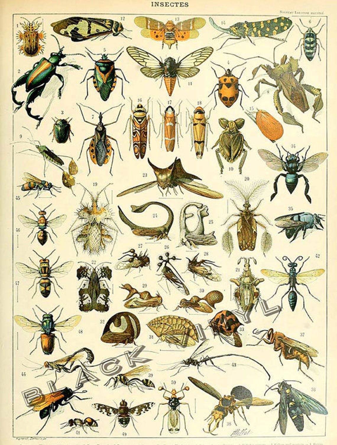 Large Wall Art Antique Insects Science Chart Natural Science Bugs Wall ...
