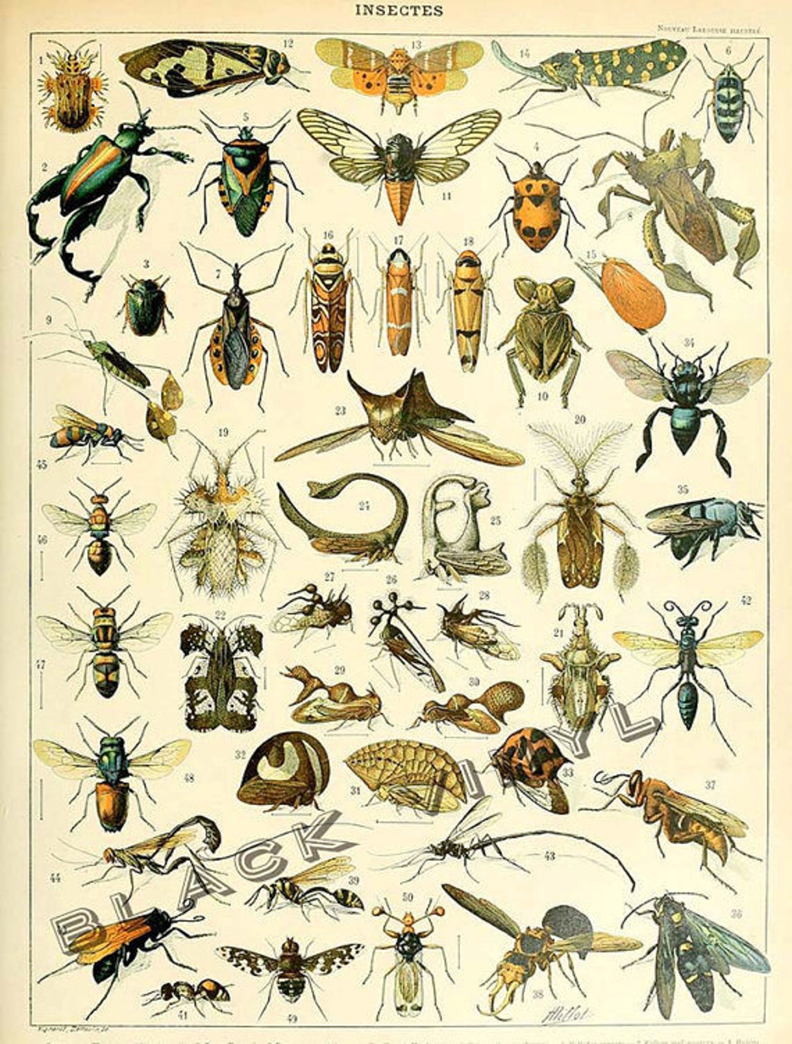 Large Wall Art Antique Insects Science Chart Natural Science Bugs Wall ...