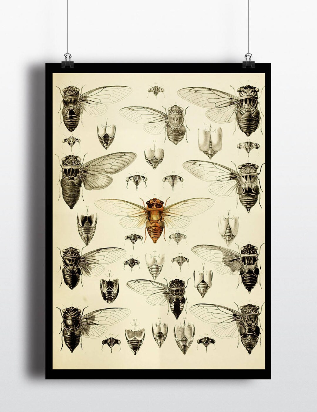 Antique Illustration Cicada Insect Print Insect Art Prints Wall Art ...