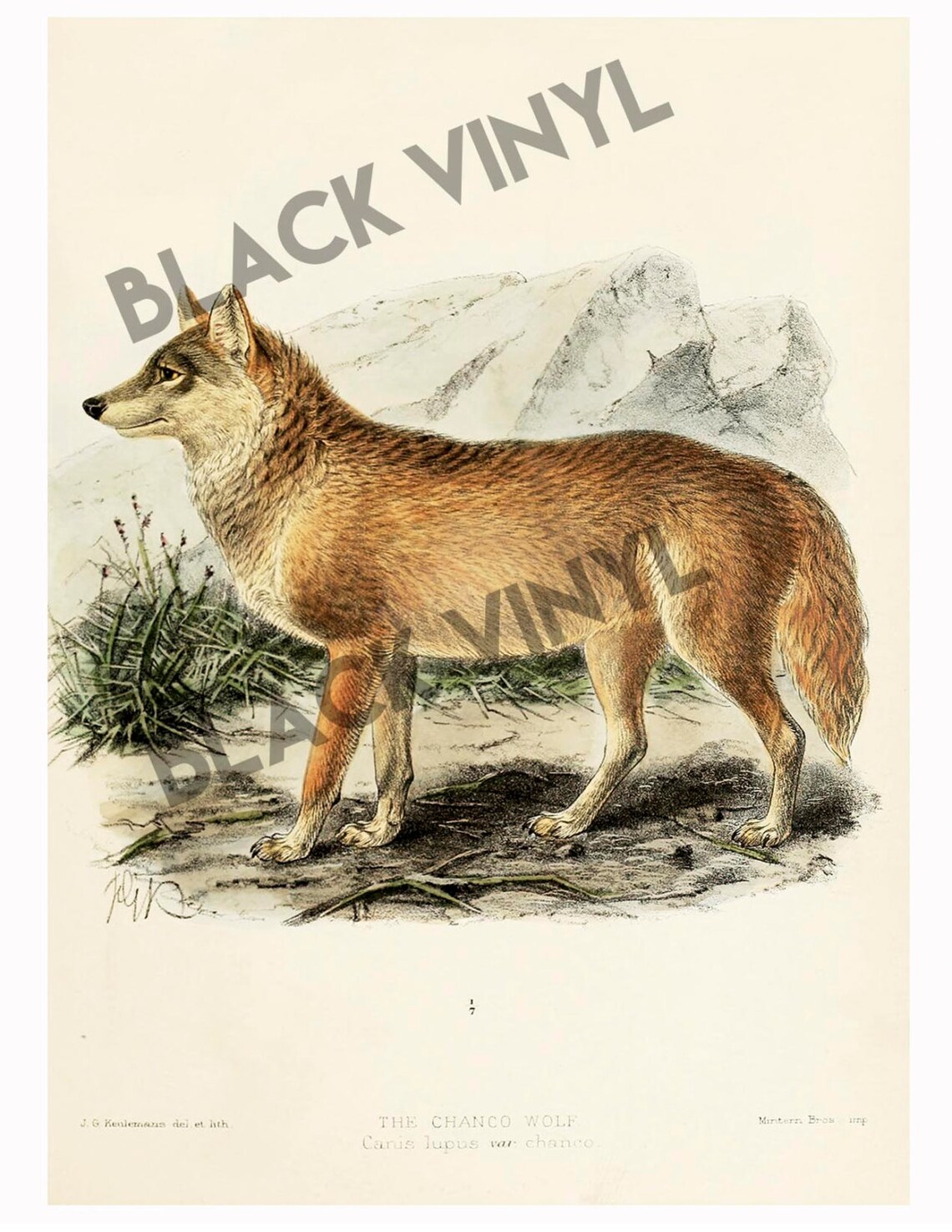 Antique Wolf Print Art Prints Poster 1800s Wolf Art Wolf - Etsy