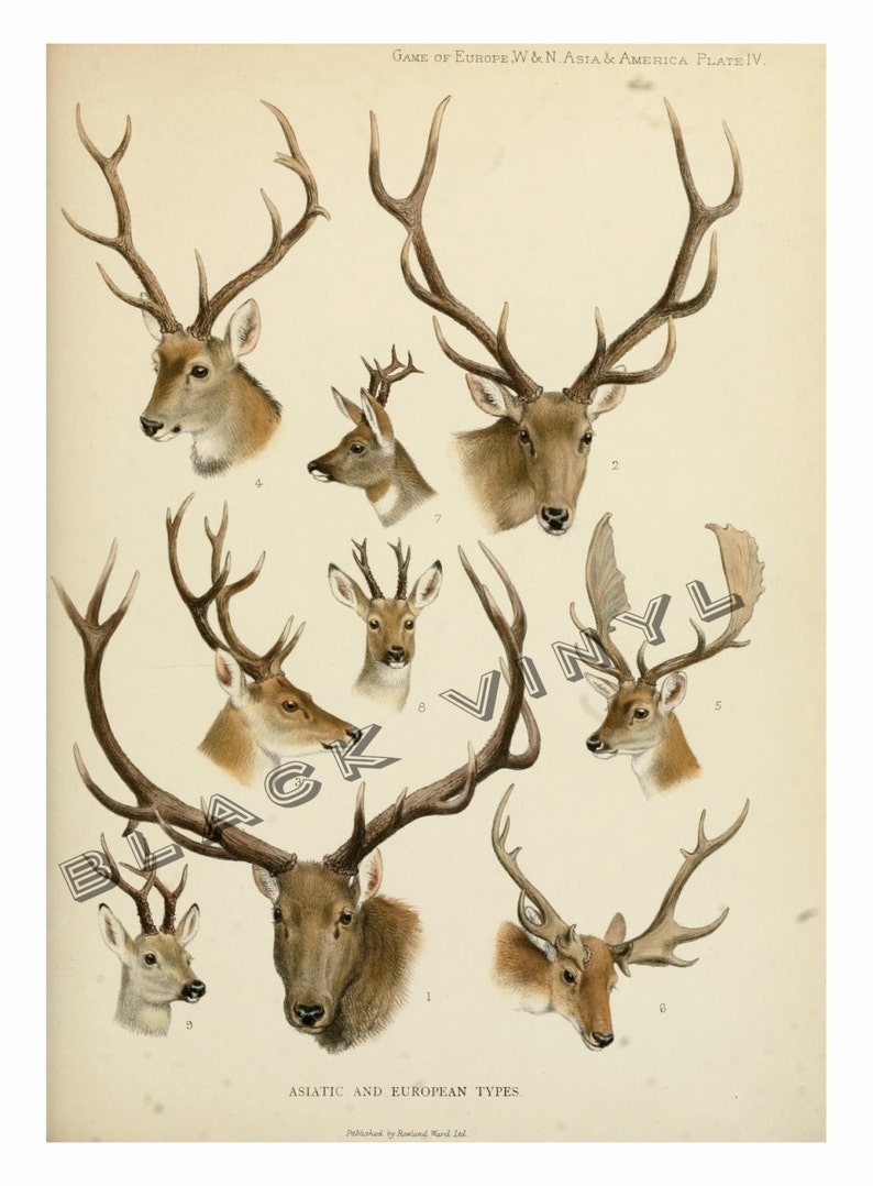 Antique Deer Elk Antlers Scientific Chart Poster Print Deer | Etsy