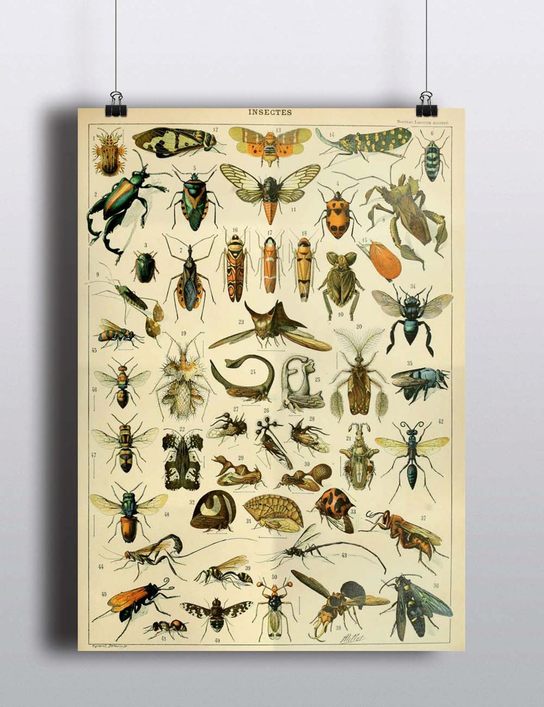 Antique Insects Science Chart Natural Science Bugs Wall Decor Wall Art ...