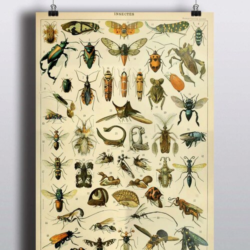 Antique Insects Science Chart Natural Science Bugs Wall Decor - Etsy