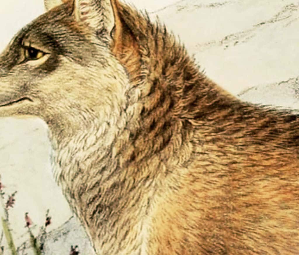 Antique Wolf Print Art Prints Poster 1800s Wolf Art Wolf Painting ...