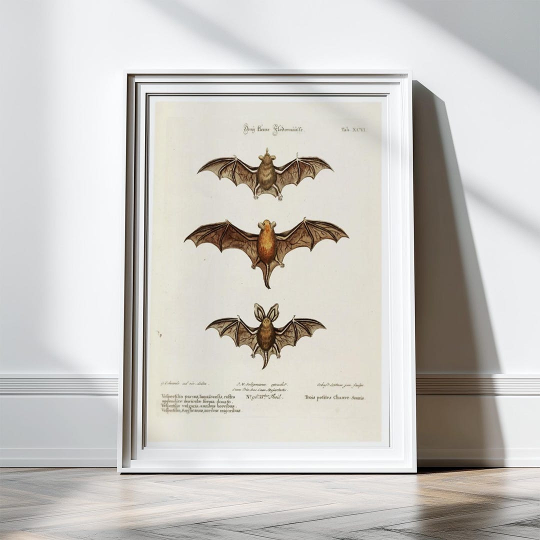 Antique Bats Print Bat Wall Decor Science Chart Anatomy Animals Natural ...