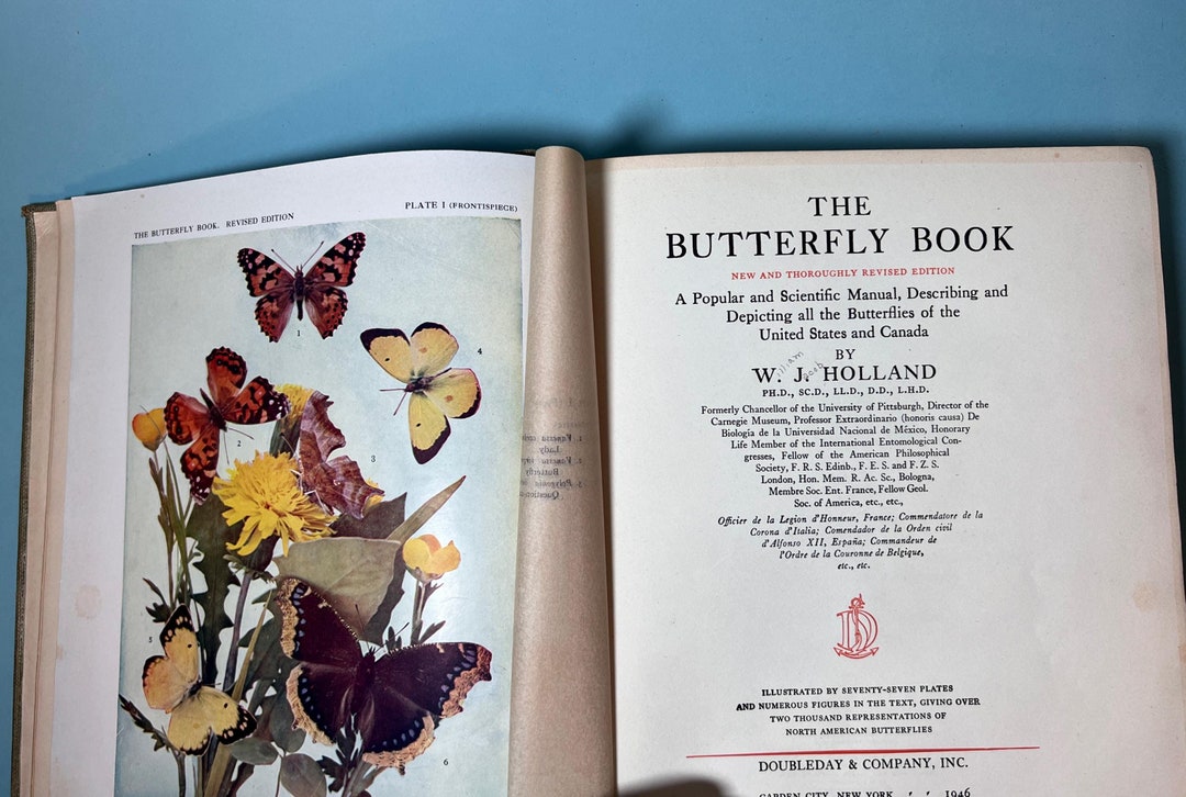 Antique Butterfly Book Butterfly Prints Illustrations Butterfly Chart ...