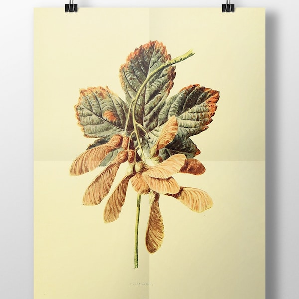 Sycamore Tree - Etsy