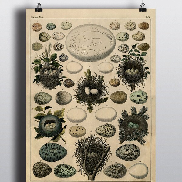 Bird Eggs Chart - Etsy