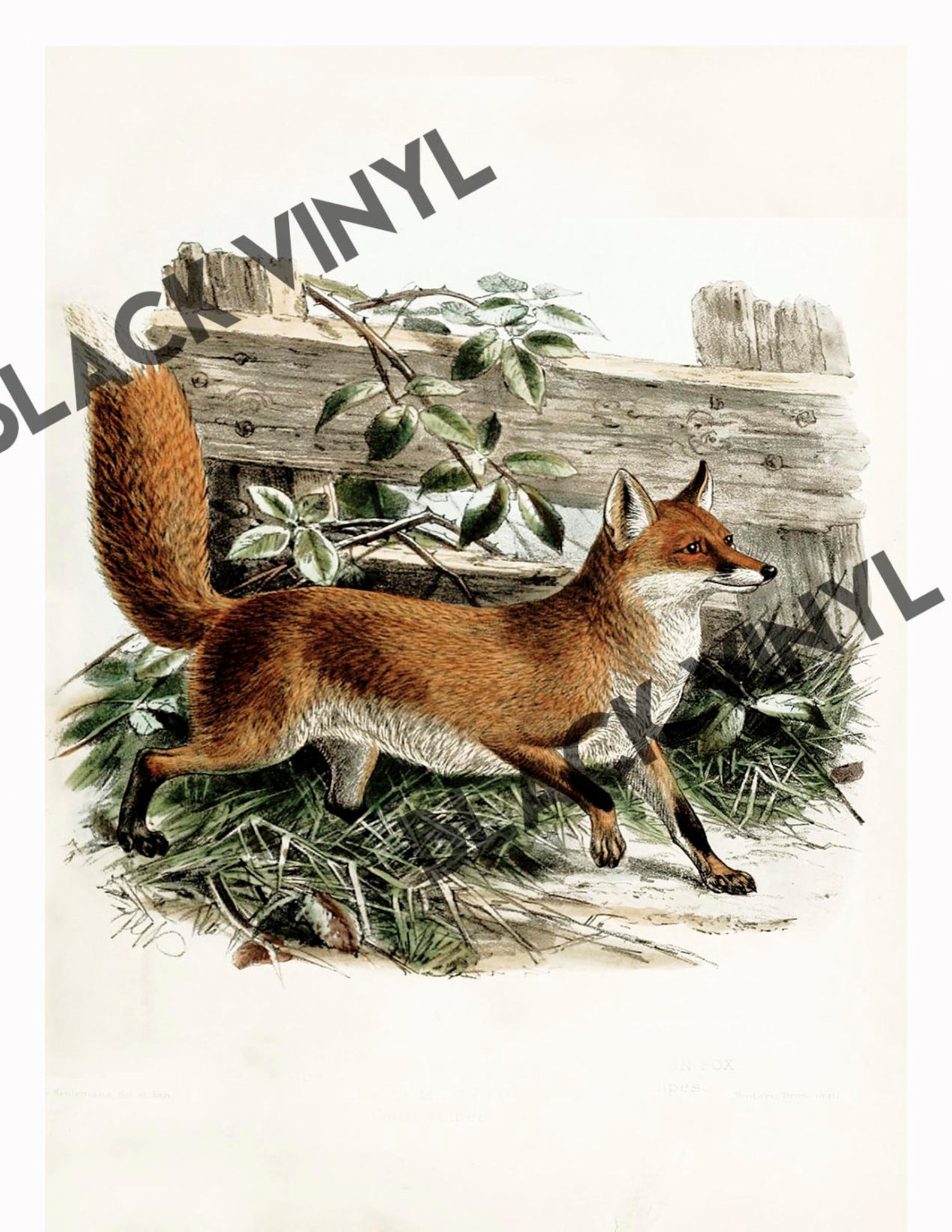 Antique Fox Art Print Animal Print Antique Animal Print Fox ...