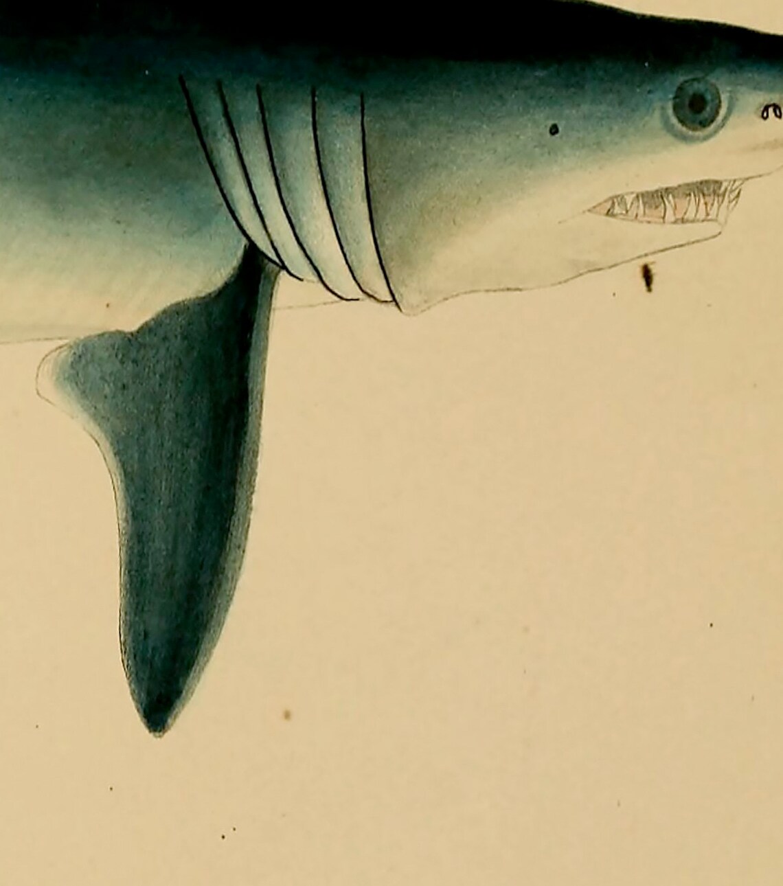 Antique 1800s Shark Print Poster Shark Decor Art Print Vintage ...