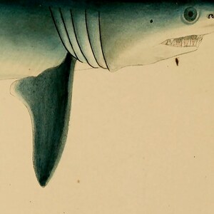 Antique 1800s Shark Print Poster Shark Decor Art Print Vintage ...