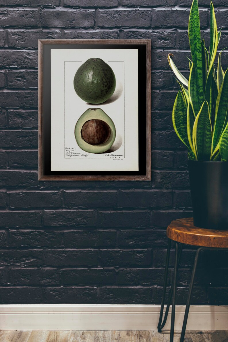 Antique Avocado Print Art Prints Poster Fruit Prints Home Decor Wall ...