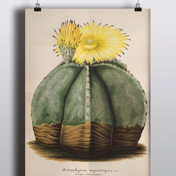 Cactus Poster - Etsy