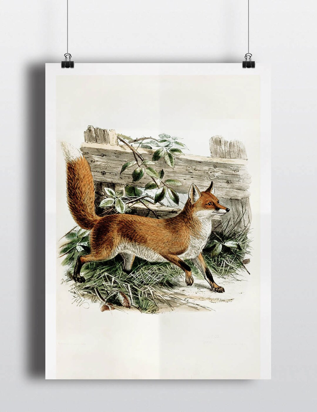Antique Fox Art Print Animal Print Antique Animal Print Fox ...
