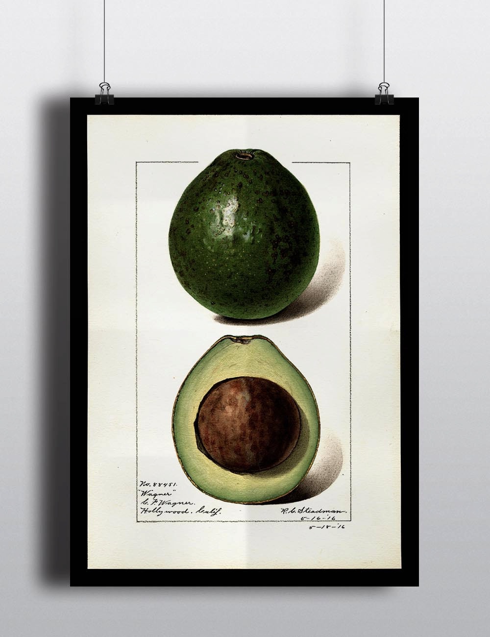 Antique Avocado Print Art Prints Poster Fruit Prints Home Decor Wall ...