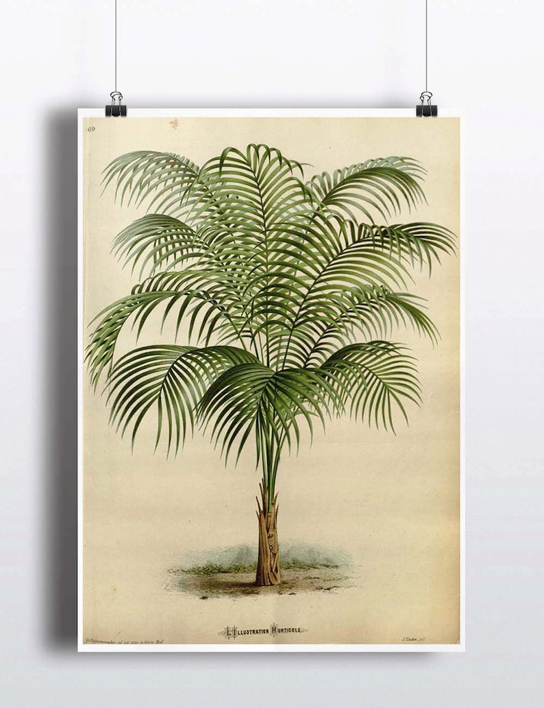 Antique 1800s Palm Tree Print Art Print Poster Palm Tree Wall Etsy