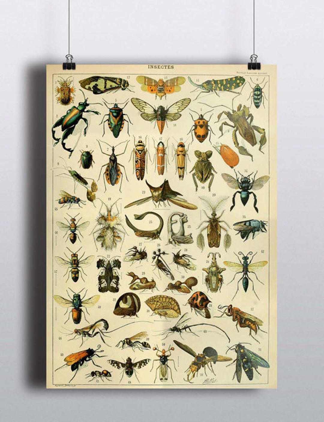 Large Wall Art Antique Insects Science Chart Natural Science Bugs Wall ...